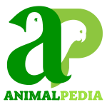 Blood Pythons: Unique Characteristics, Habitat & Conservation