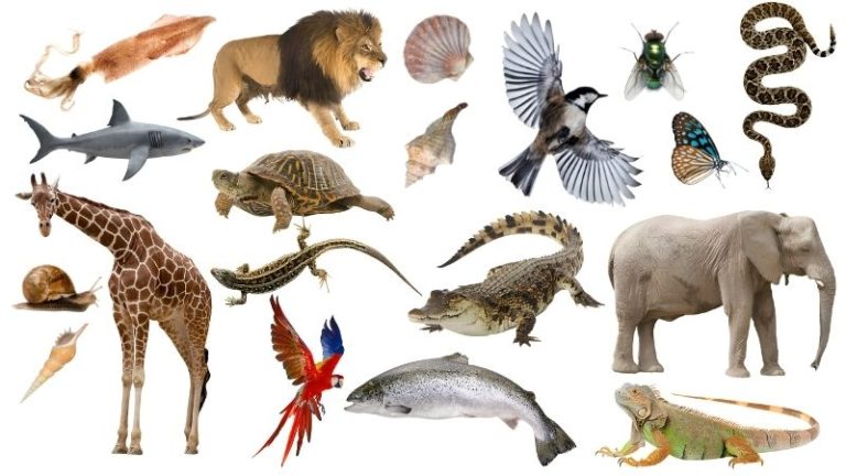 Introduction to Animal Classification: A Comprehensive Guide