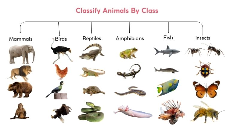 Introduction to Animal Classification: A Comprehensive Guide