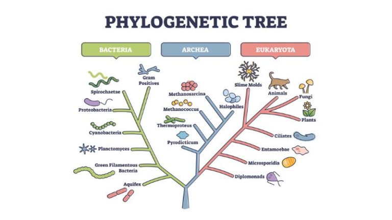 Introduction to Animal Classification: A Comprehensive Guide