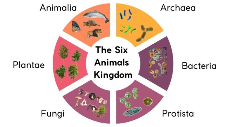 Introduction to Animal Classification: A Comprehensive Guide
