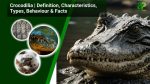 Reptiles: Characteristics, Classification, Evolution, Behaviors, Facts ...