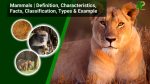 Mammals - Animal Pedia