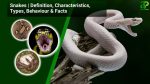 Reptiles: Characteristics, Classification, Evolution, Behaviors, Facts ...