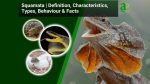 Reptiles: Characteristics, Classification, Evolution, Behaviors, Facts ...