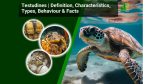 Squamata: Species Guide, Life Cycles and Adaptations - Animal Pedia