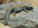 30+ Animals that start with U - Classified lists with Pictures and Fun ...