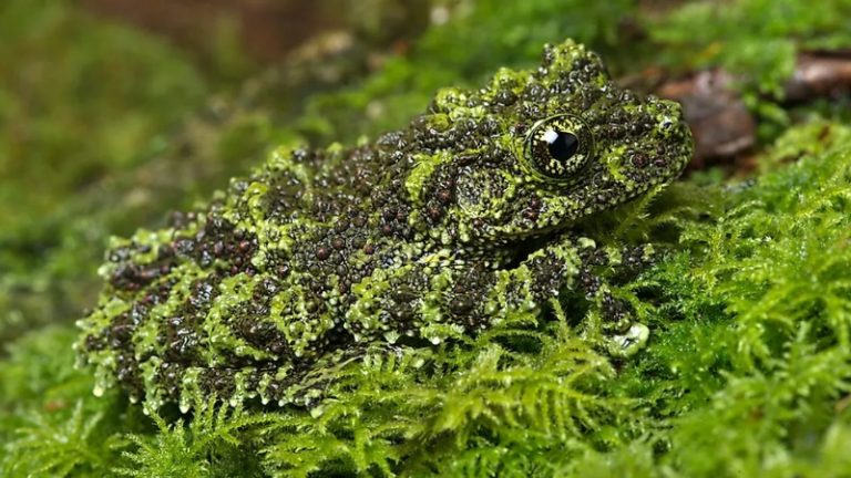 Amphibians: Species Guide, Life Cycles and Adaptations