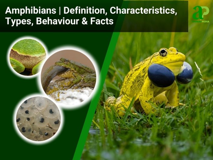 Amphibians: Species Guide, Life Cycles and Adaptations