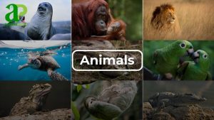 Animal Pedia - Comprehensive Digital Encyclopedia of Animals