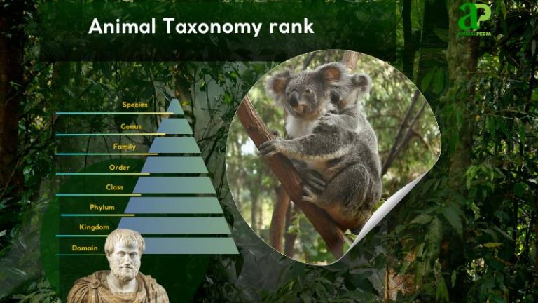 Invertebrates: Definition, Characteristics, Facts, Classification ...