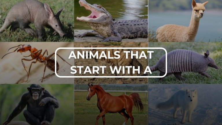 Explore all Animals A-Z List - Animal Names | Animal Pedia