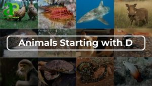90+ Animals that start with D - Classified lists with Pictures and Fun ...