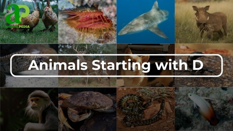 90+ Animals that start with D - Classified lists with Pictures and Fun ...