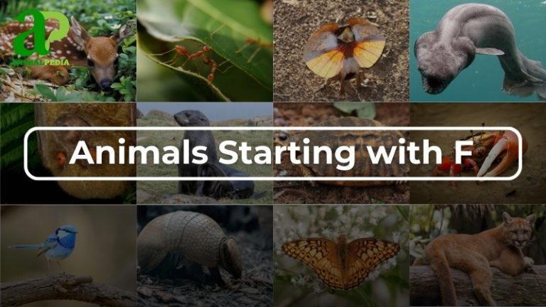 50+ Animals that start with F - Classified lists with Pictures and Fun ...