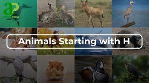 80+ Animals that start with H - Classified lists with Pictures and Fun ...