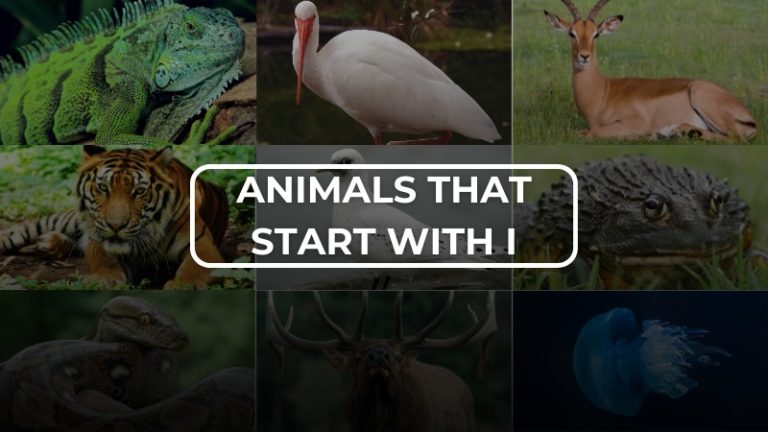 50+ Animals that start with I - Classified lists with Pictures and Fun ...