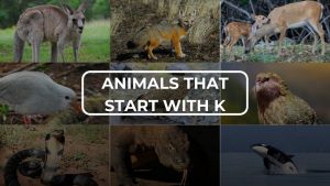 Discover 90+ Animals Beginning with K: Classified Lists with Pictures ...