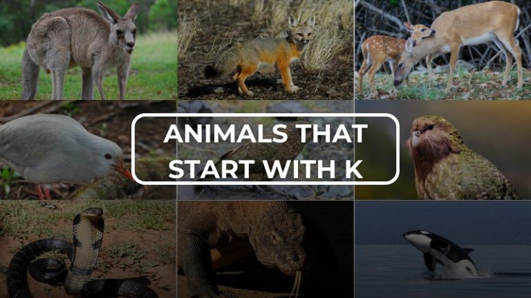 Discover 90+ Animals Beginning with K: Classified Lists with Pictures ...