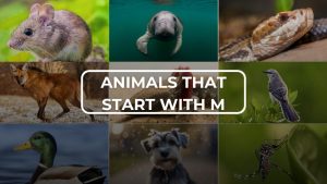 135+ Animals that start with M - Classified lists with Pictures and Fun ...