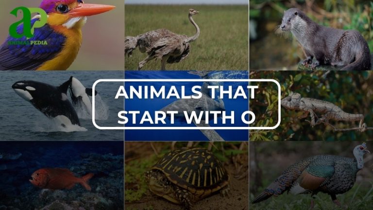 60+ Animals that start with O - Classified lists with Pictures and Fun ...