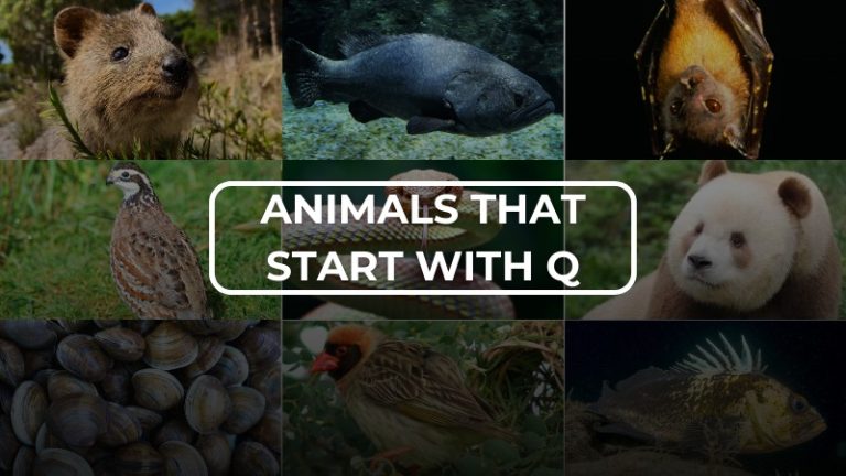 30+ Animals that start with Q - Classified lists with Pictures and Fun ...