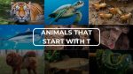 60+ Animals that start with T - Classified lists with Pictures and Fun ...