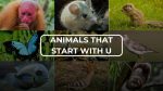 Animals That Start With U: List of 30+ Animals (National Animals Included)