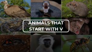 30+ Animals that start with V - Classified lists with Pictures and Fun ...
