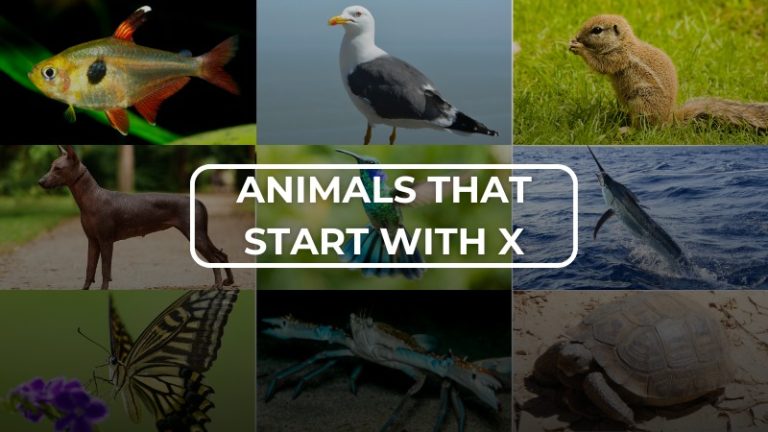 33 Animals That Start With X: Secrets Revealed [Pics & Facts]