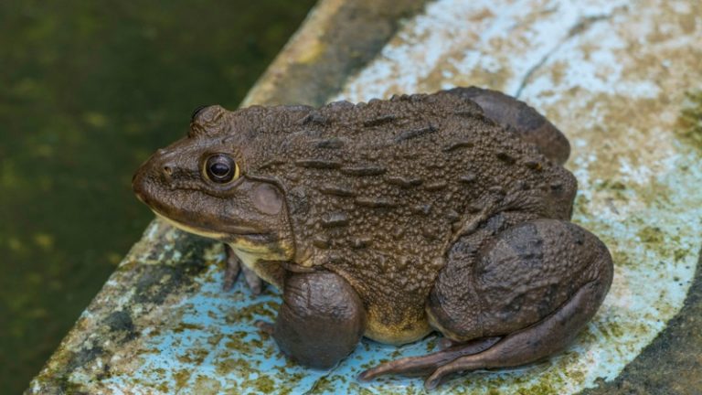 Amphibians: Species Guide, Life Cycles and Adaptations