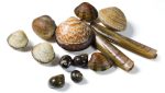 Invertebrates: Definition, Characteristics, Facts, Classification ...