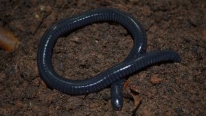 Amphibians: Species Guide, Life Cycles and Adaptations