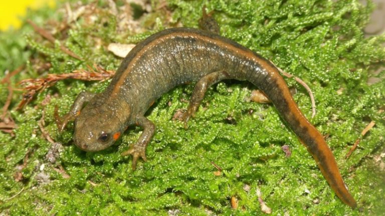 Amphibians: Species Guide, Life Cycles and Adaptations