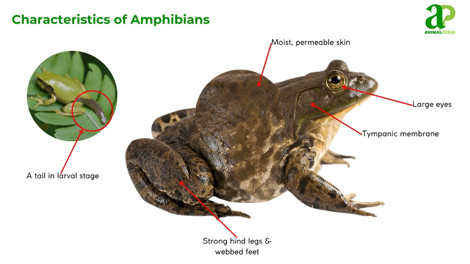 Amphibians: Species Guide, Life Cycles and Adaptations