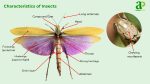 Insects - Definition, Characteristics, Types, Behaviors & Facts