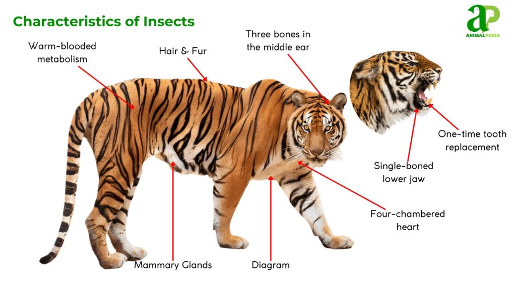 Mammals: Characteristics, Types, Classification, Behaviors, Facts ...