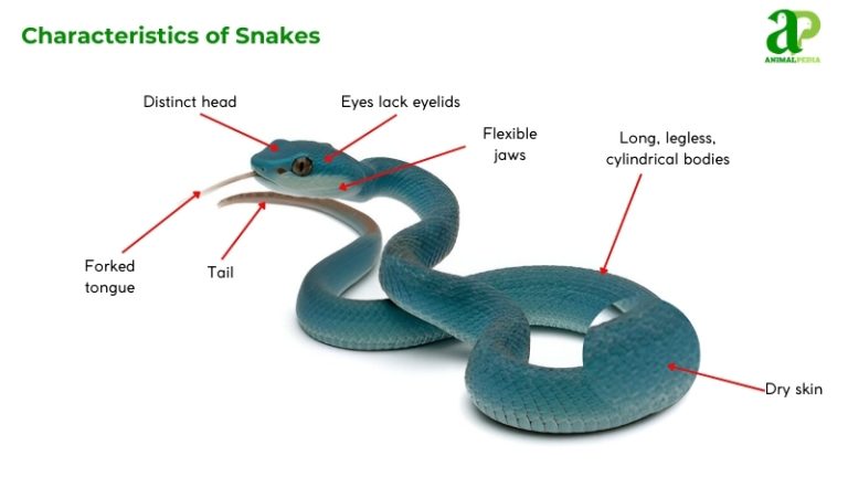Snake: Characteristics, Types, Behaviors, Facts & Pictures