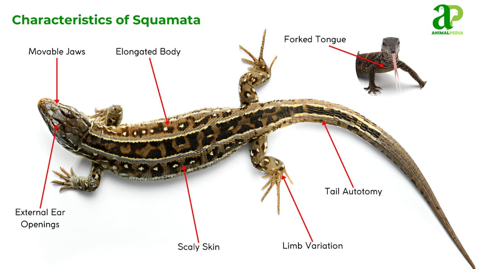 Squamata: Species Guide, Life Cycles and Adaptations - Animal Pedia
