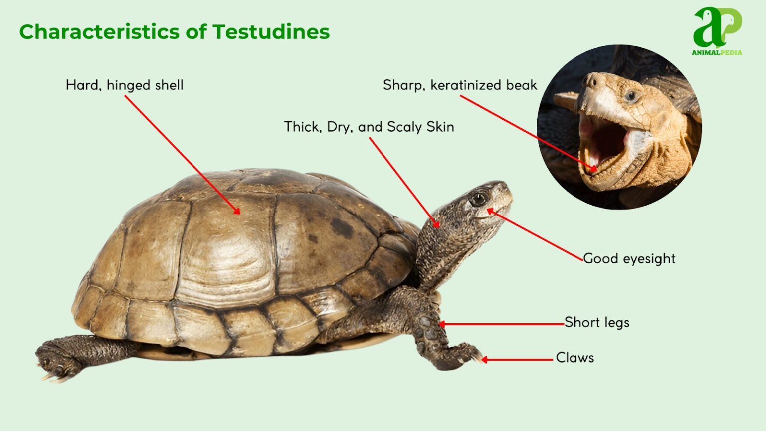 Testudines: Definition, Characteristics, Types, Behaviour & Facts
