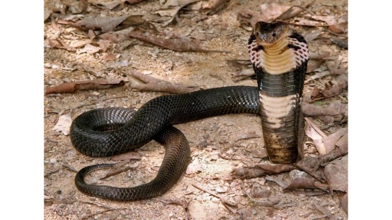 Squamata: Species Guide, Life Cycles and Adaptations - Animal Pedia