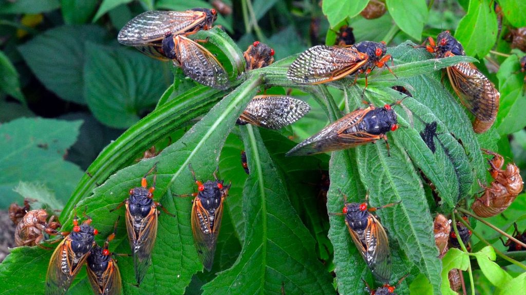 Insects - Definition, Characteristics, Types, Behaviors & Facts