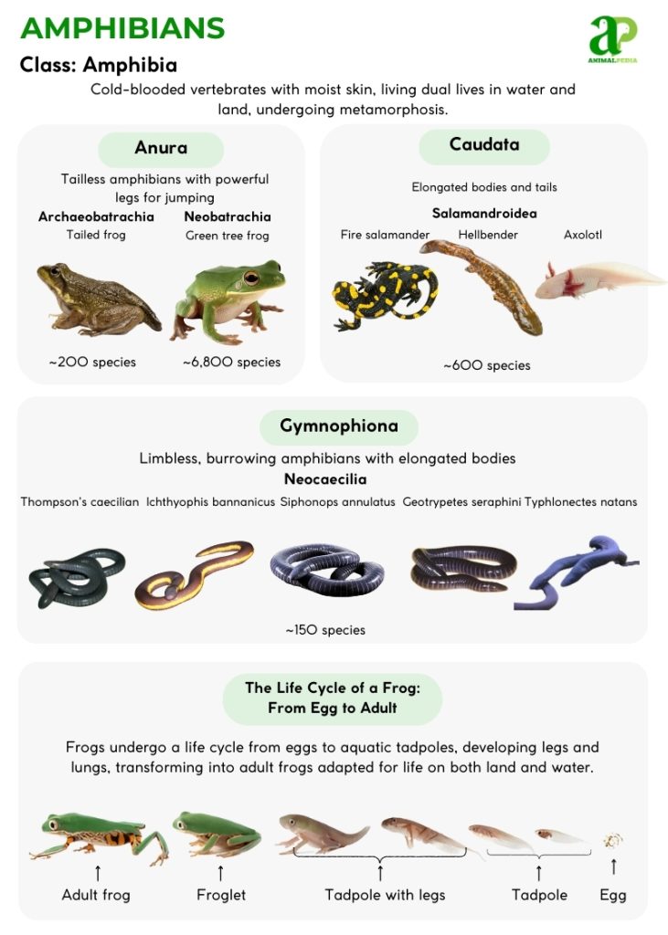 Amphibians: Species Guide, Life Cycles and Adaptations