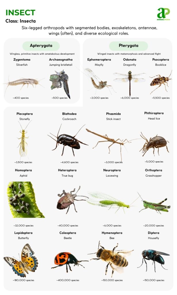 Insects: Types, Characteristics, Classification, and Fascinating Facts
