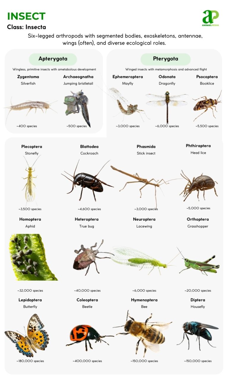 Insects: Types, Characteristics, Classification, and Fascinating Facts