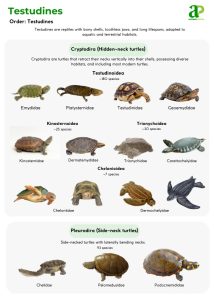 Testudines: Definition, Characteristics, Types, Behaviour & Facts