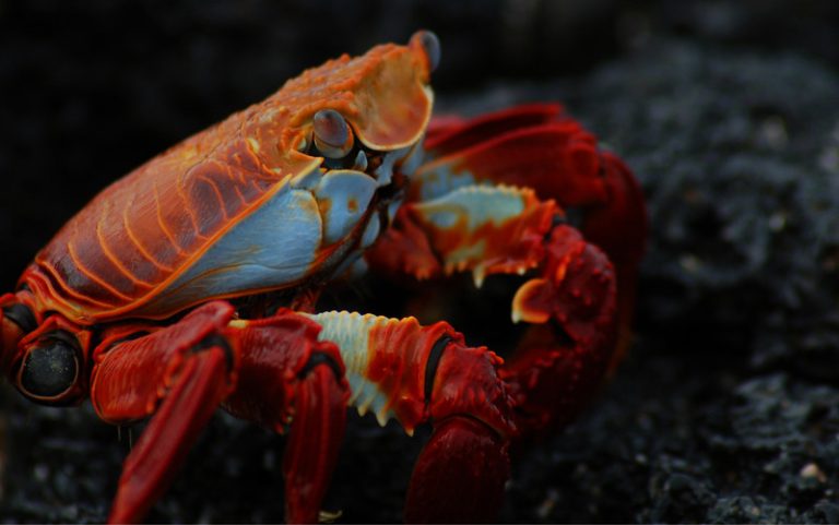 Invertebrates: Definition, Characteristics, Facts, Classification ...