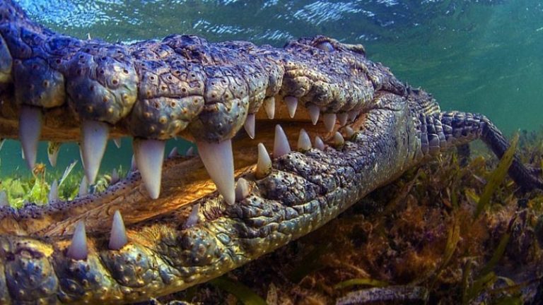 Crocodilia: Characteristics, Species, Habitat, Diet, Behaviors & Pictures