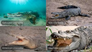 Crocodilia: Characteristics, Species, Habitat, Diet, Behaviors & Pictures