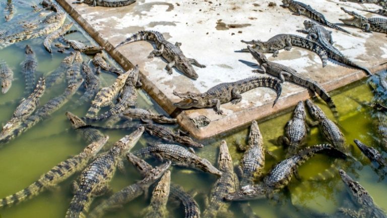 Crocodilia: Characteristics, Species, Habitat, Diet, Behaviors & Pictures